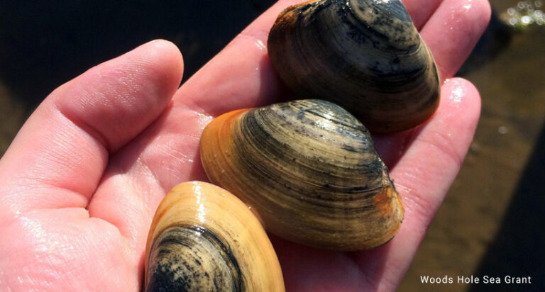 How Do Atlantic Surfclams Respond to Ocean Warming and Acidification ...